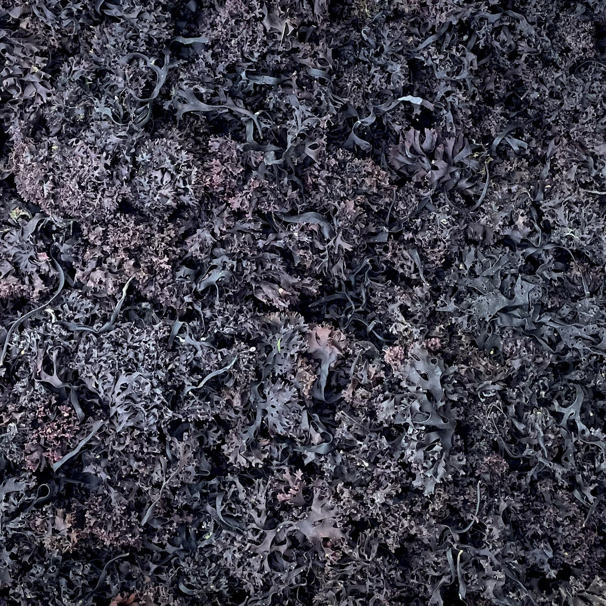 ORGANIC IRISH MOSS, whole leaf – Essential Organic Ingredients