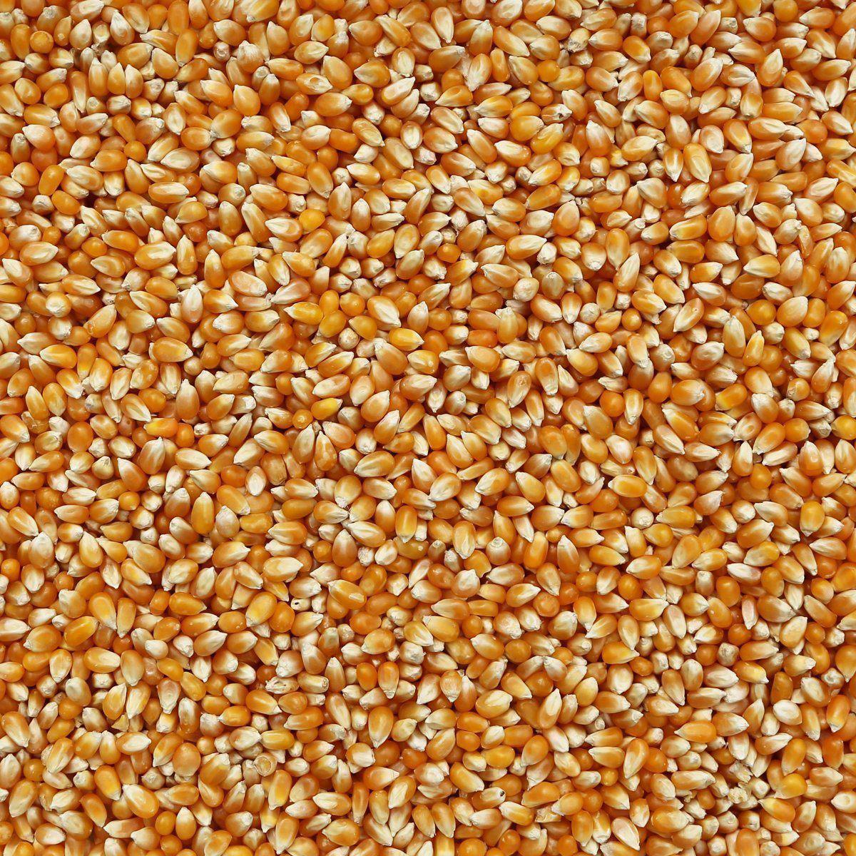 Grains – Essential Organic Ingredients